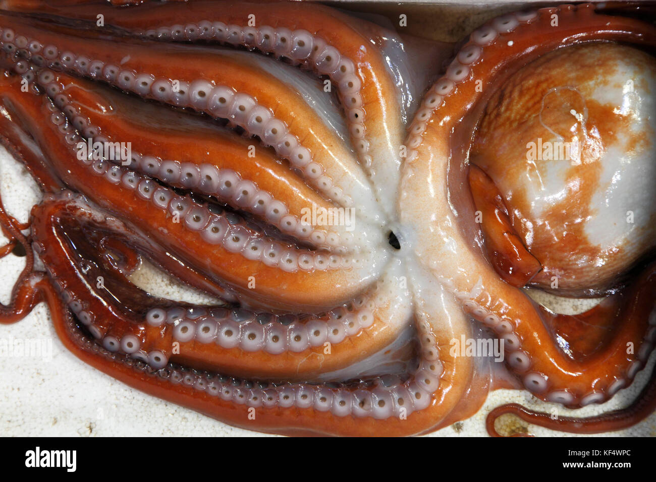 South Korea, Seoul, Noryangjin Fish Market, octopus Stock Photo - Alamy