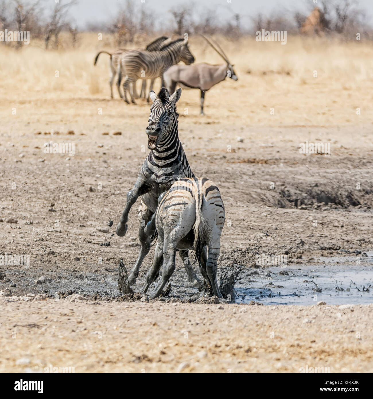 Zebra stallions fighting in the Namibian savanna Stock Photo - Alamy
