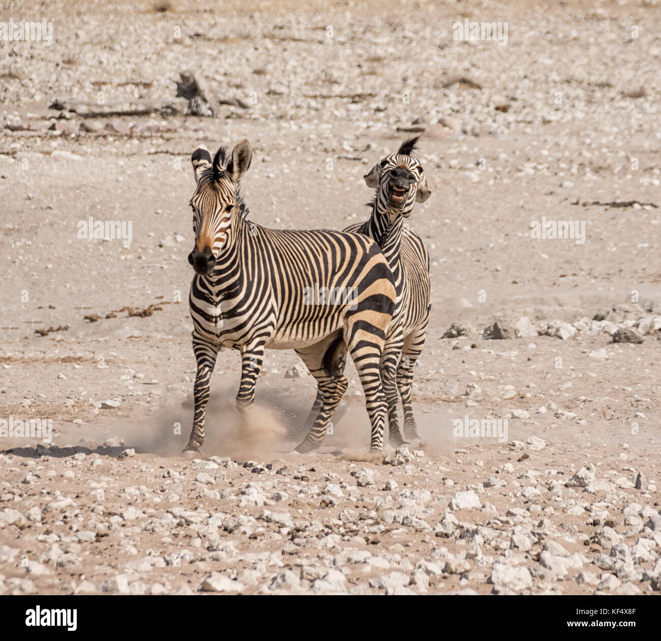 Zebra stallions fighting in the Namibian savanna Stock Photo - Alamy