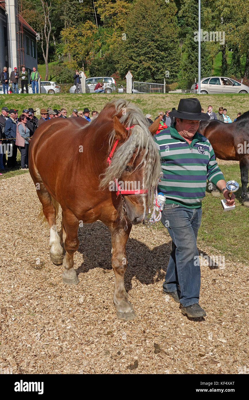 Authentic Slovenian coldblooded dray horse. Exhibition in Sentjur ...