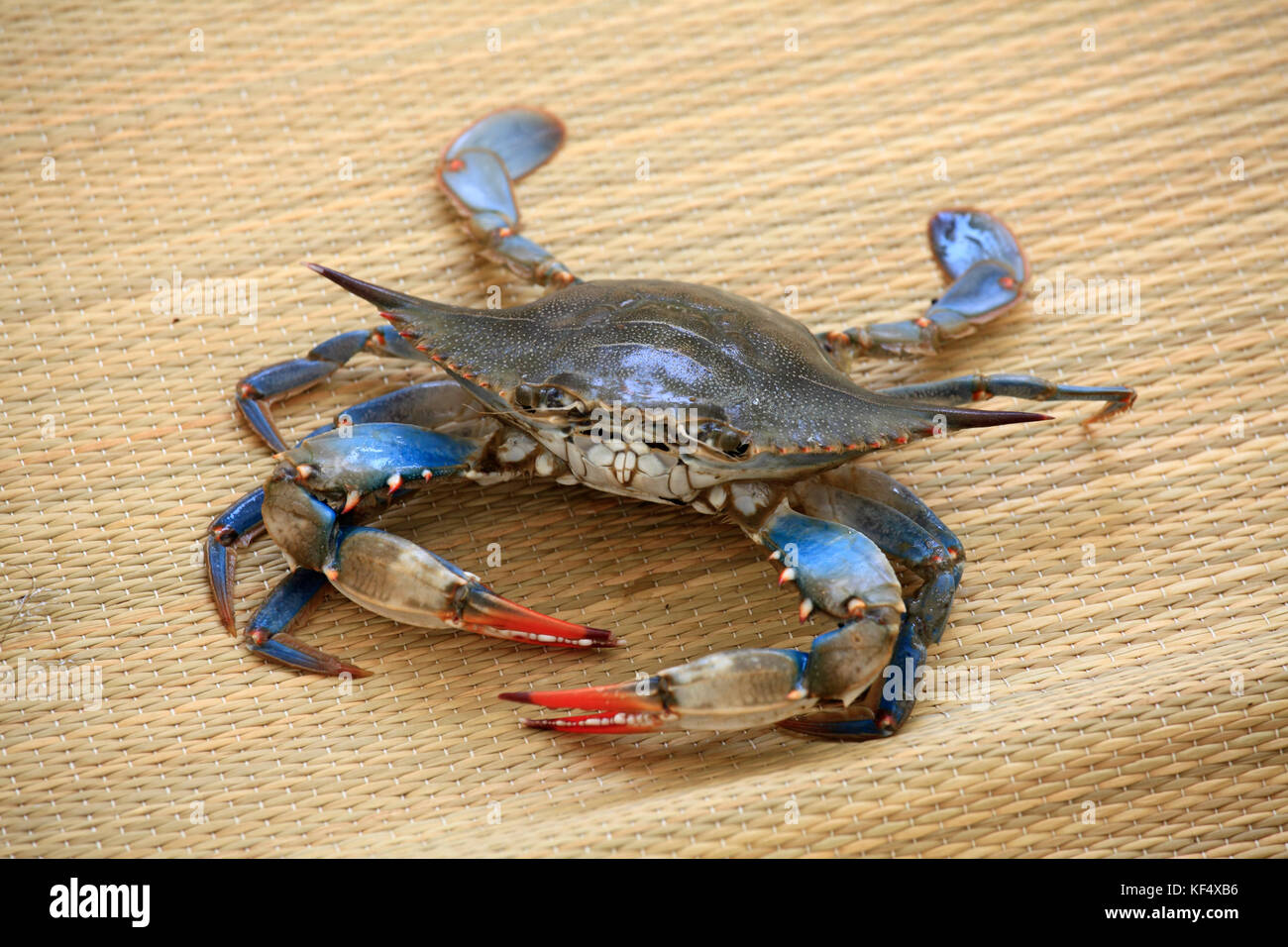 Atlantic blue crab Stock Photo - Alamy