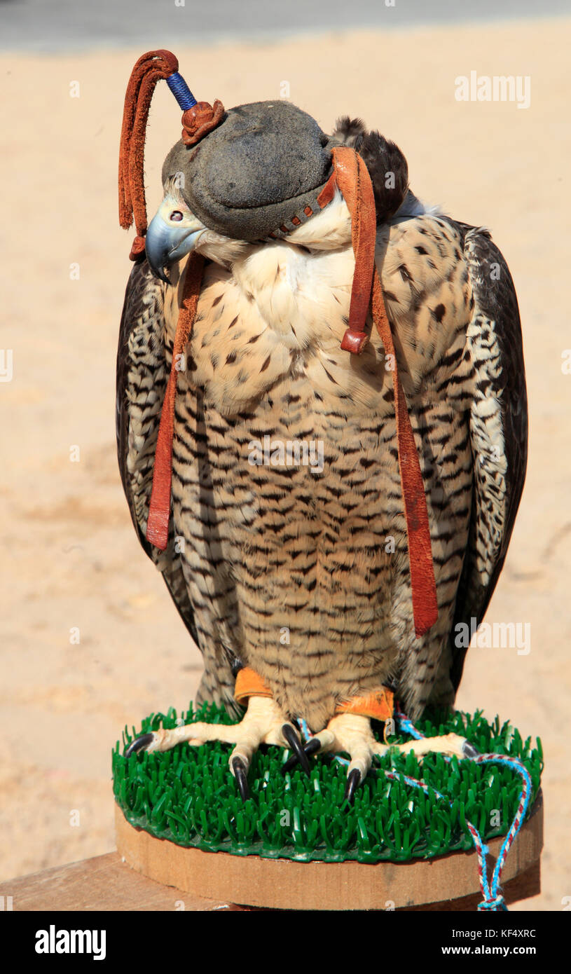 Qatar, Doha, Souq Waqif, falcon souq, falcon Stock Photo - Alamy
