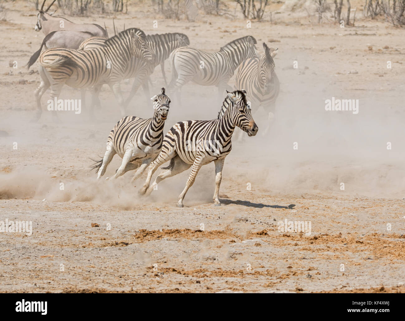 Zebra stallions fighting in the Namibian savanna Stock Photo - Alamy