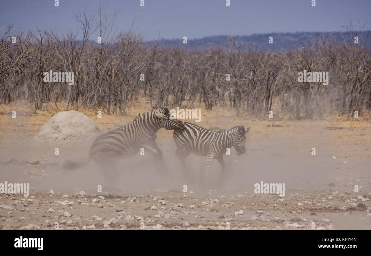 Zebra stallions fighting in the Namibian savanna Stock Photo - Alamy