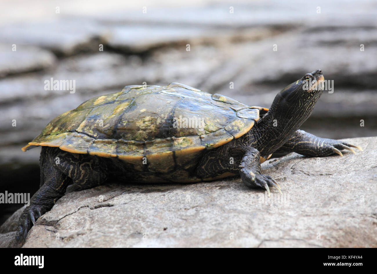 Hawaii, Oahu, Waikiki, turtle Stock Photo - Alamy
