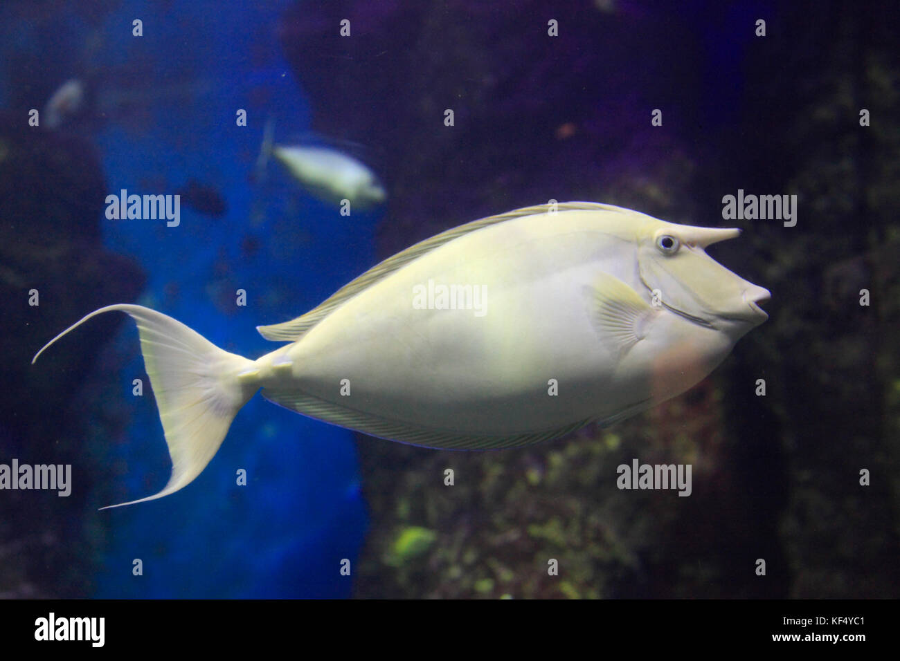 Hawaii, Maui, unicorn surgeonfish Stock Photo - Alamy