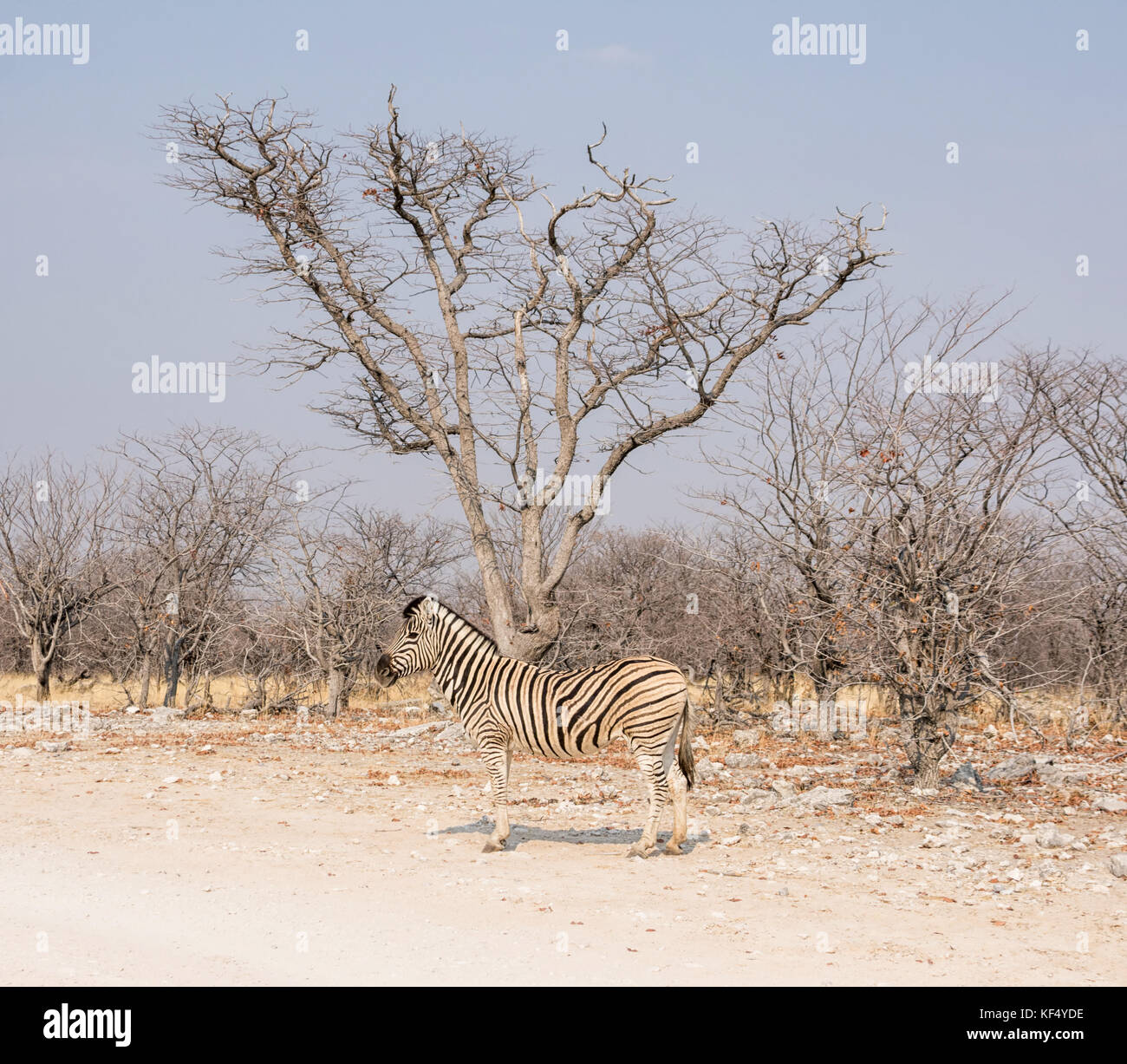 Zebra standing in front of a tree in Namibian savanna Stock Photo - Alamy