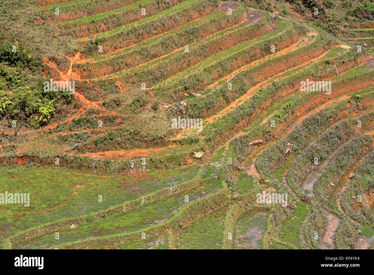 Terrace rice fields Stock Photo - Alamy