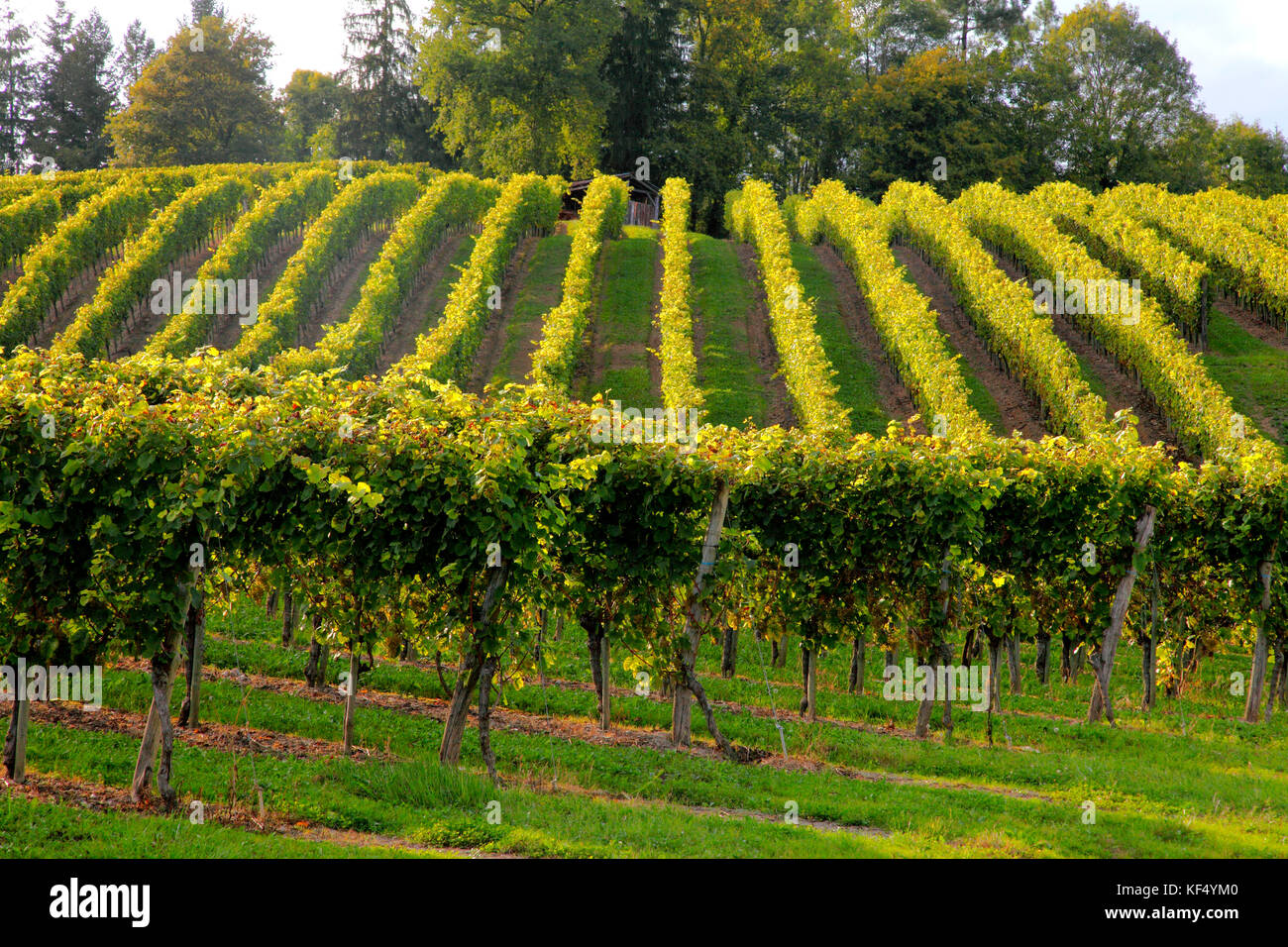 France, Aquitaine, Pyrenees Atlantiques, region of Bearn, Gan, Jurancon ...