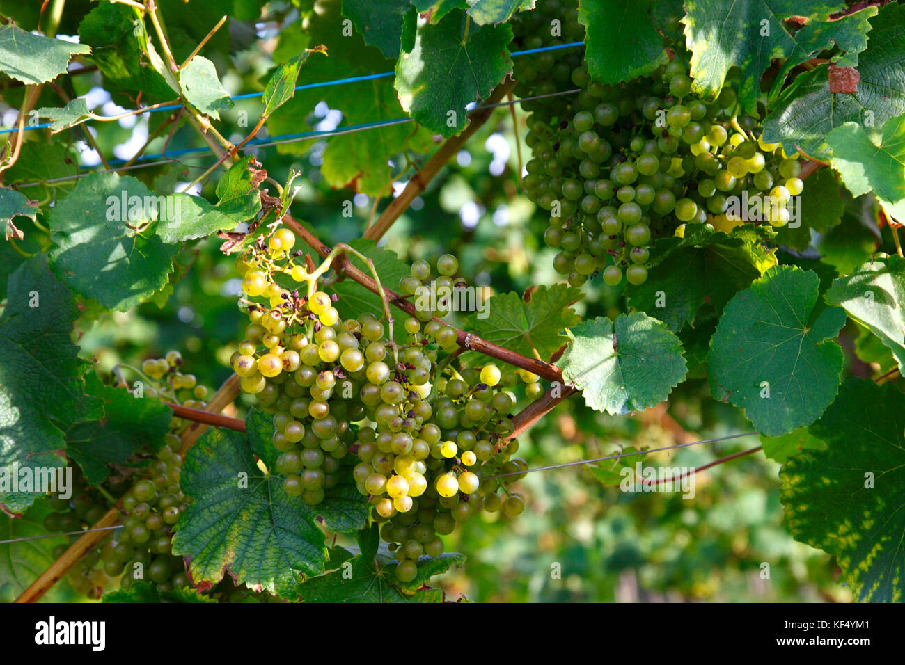 France, Aquitaine, Pyrenees Atlantiques, region of Bearn, Gan, Jurancon ...