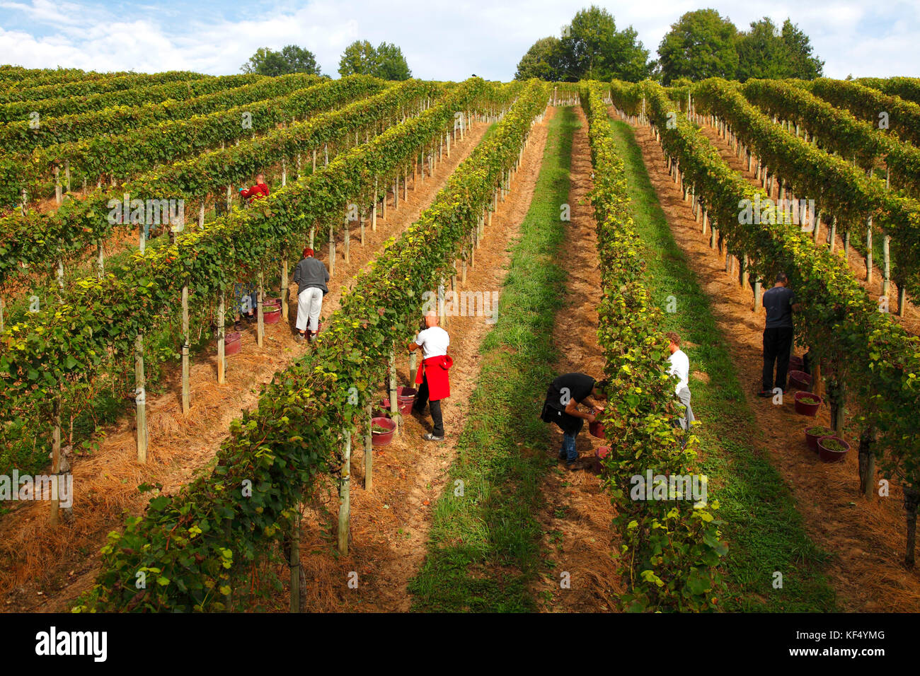 France, Aquitaine, Pyrenees Atlantiques, region of Bearn, Gan, Jurancon ...