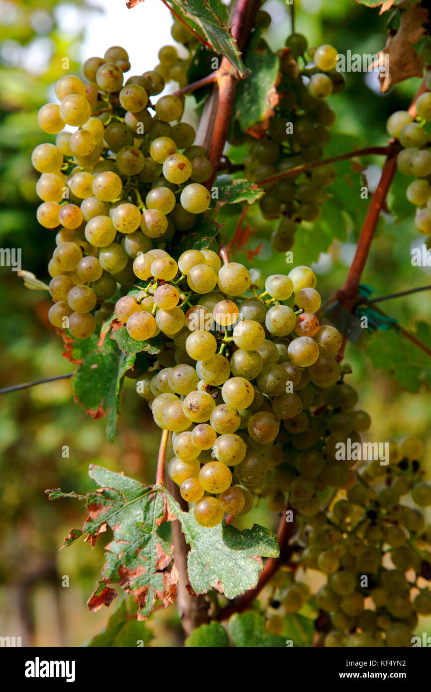 France, Aquitaine, Pyrenees Atlantiques, region of Bearn, Gan, Jurancon ...