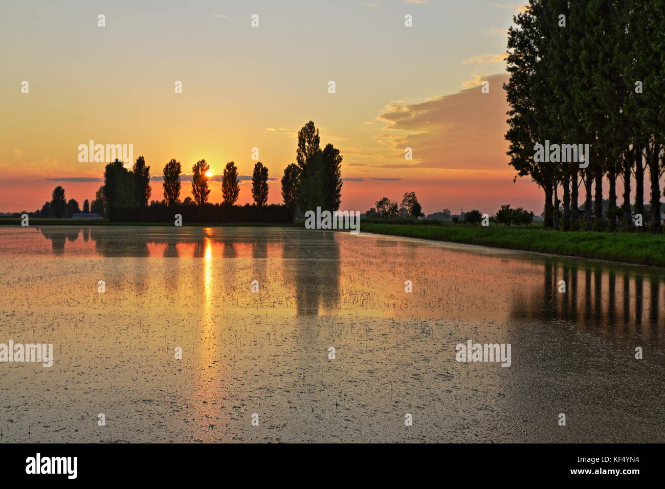 Rice field at sunset Stock Photo - Alamy