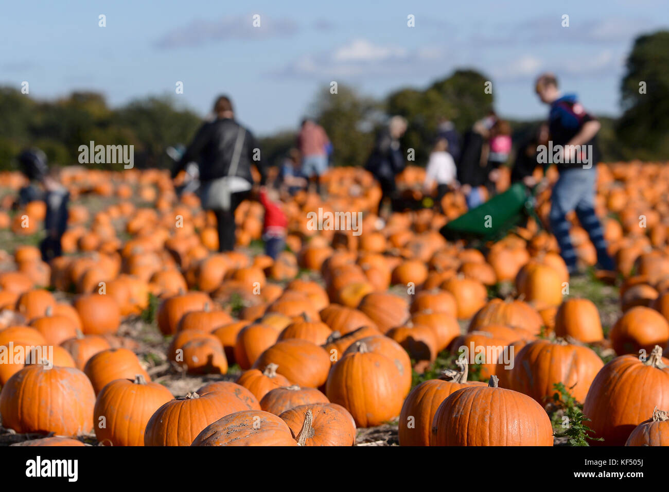 Pick your own pumpkins hi-res stock photography and images - Alamy