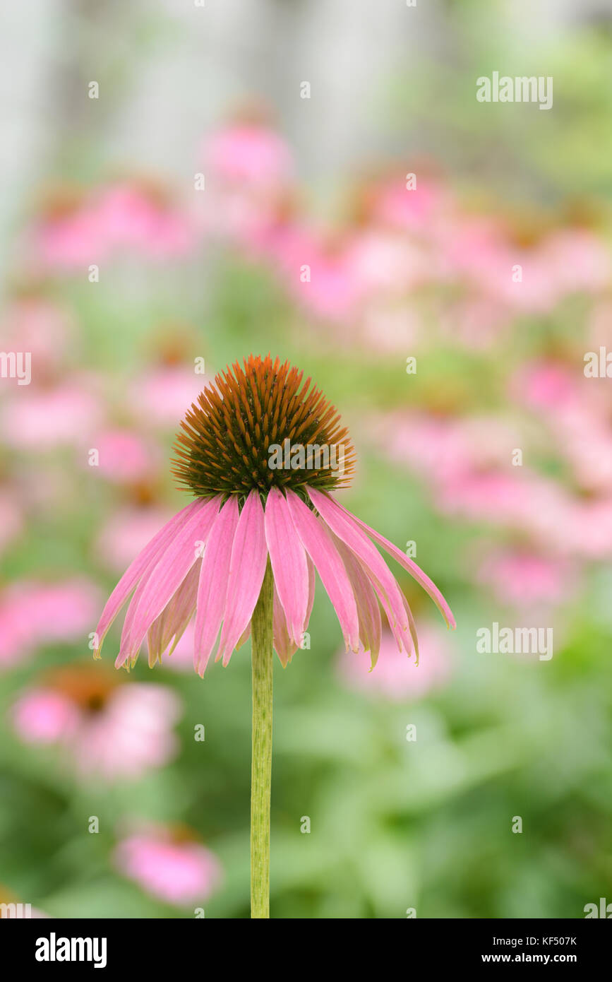 Coneflower seeds hi-res stock photography and images - Alamy