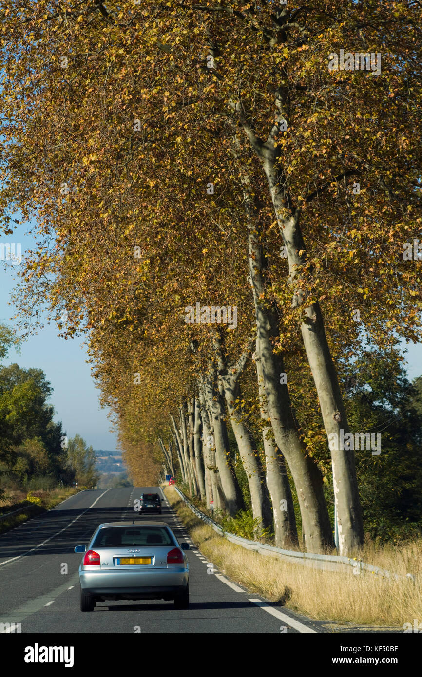 France, plane trees-lined road, autumn Stock Photo - Alamy