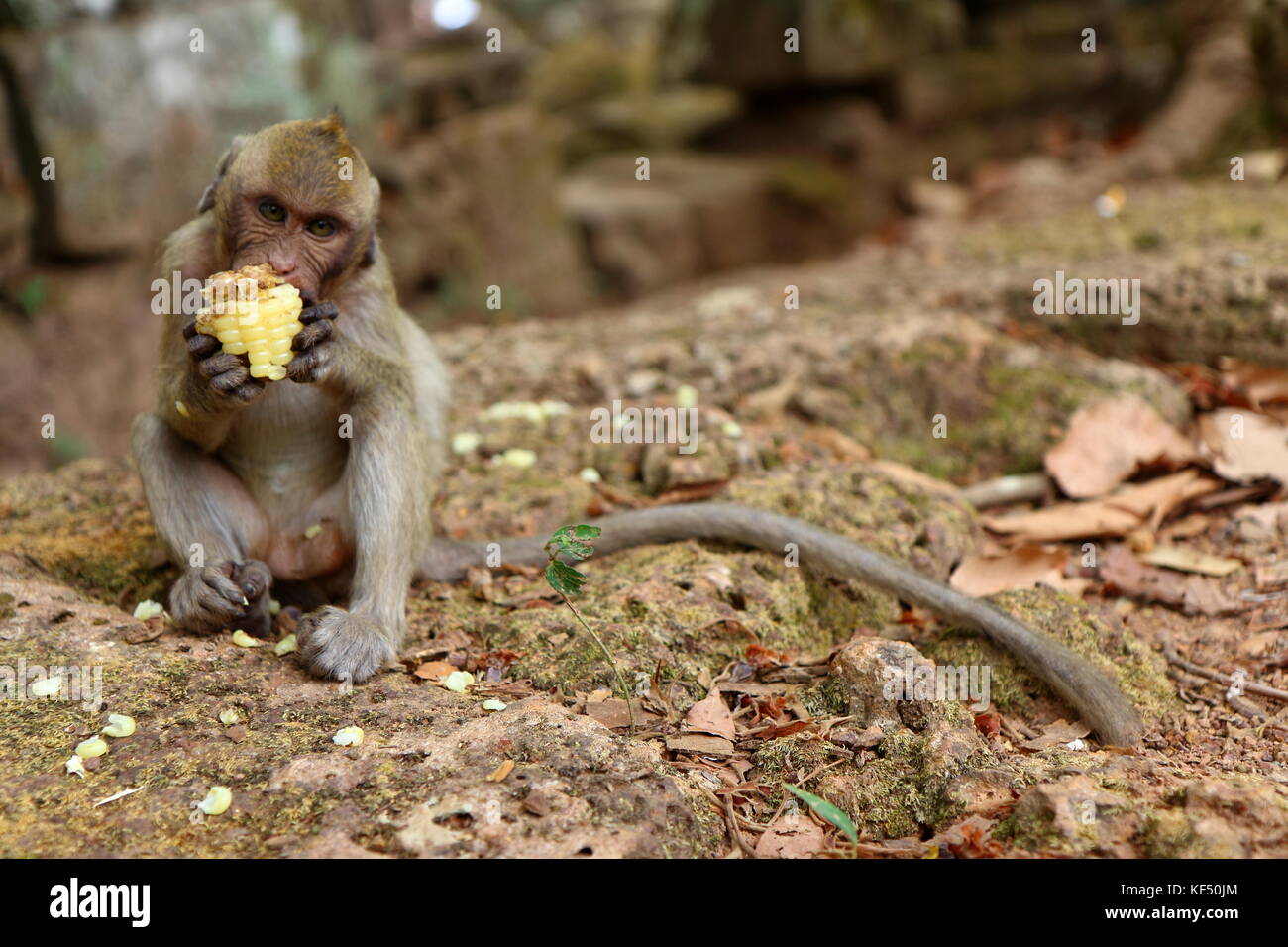 Monkey at Angkor site, Cambodia Stock Photo - Alamy
