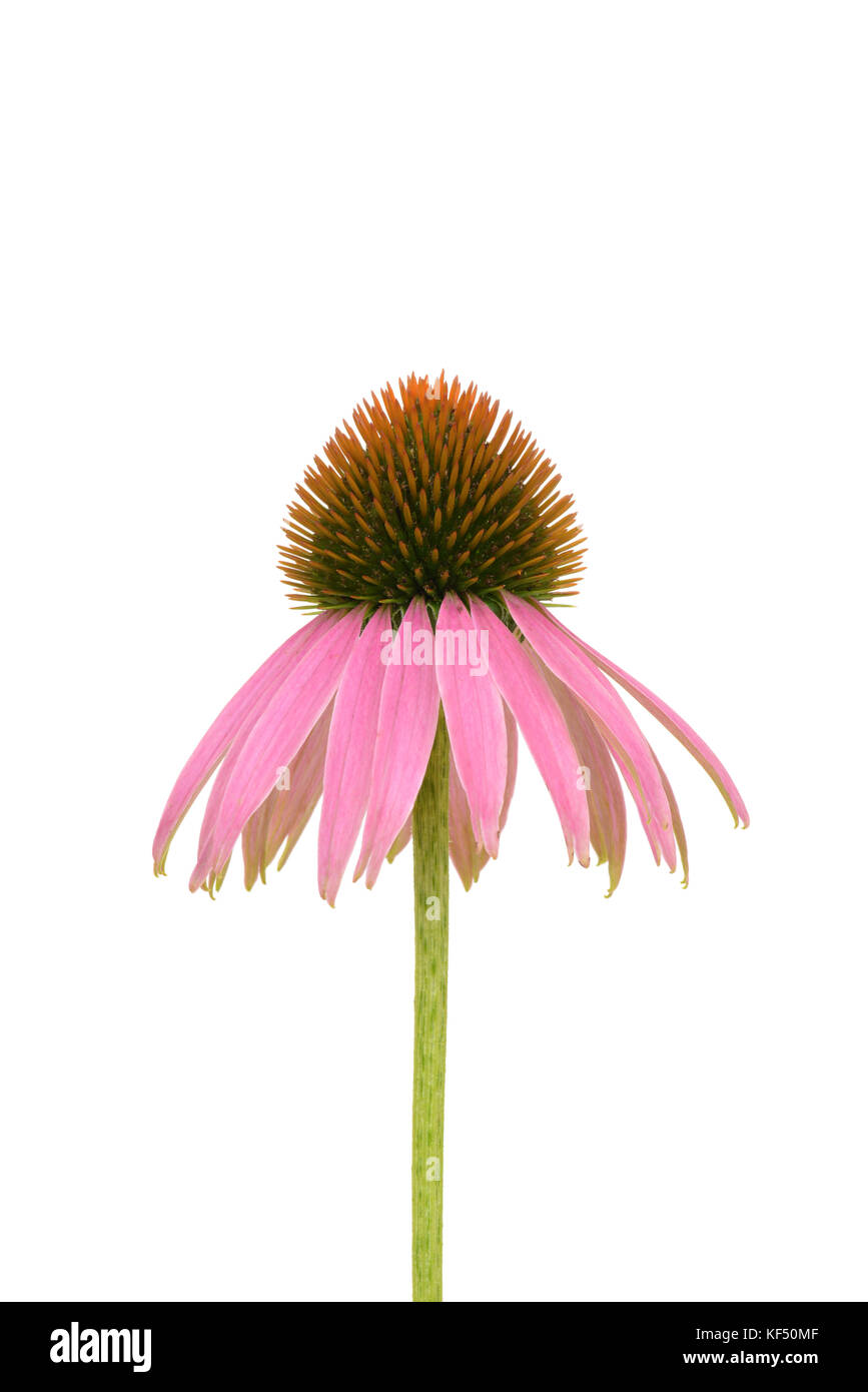 Coneflower bird hi-res stock photography and images - Alamy