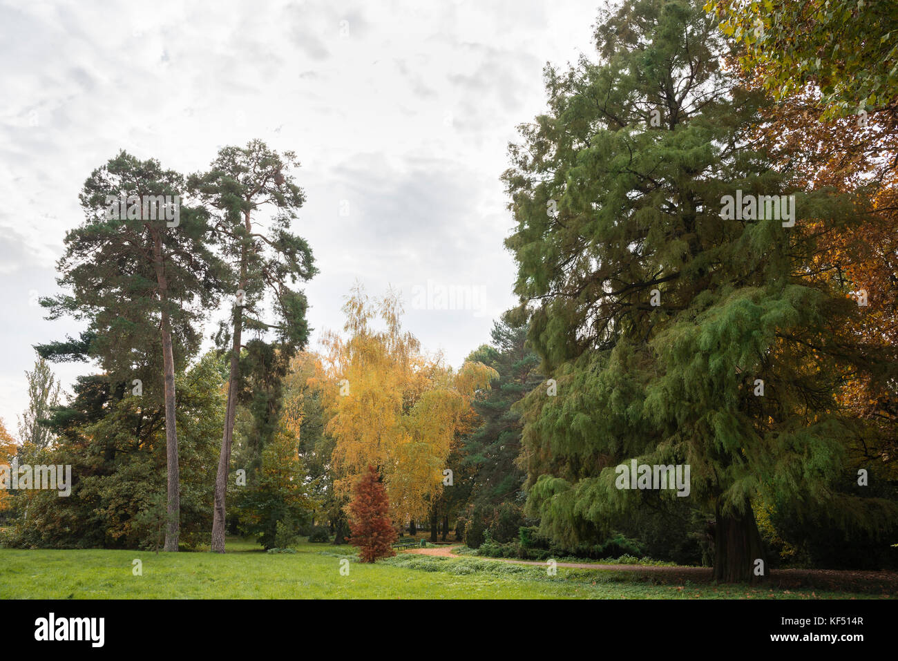 Hundred years oak hi-res stock photography and images - Alamy