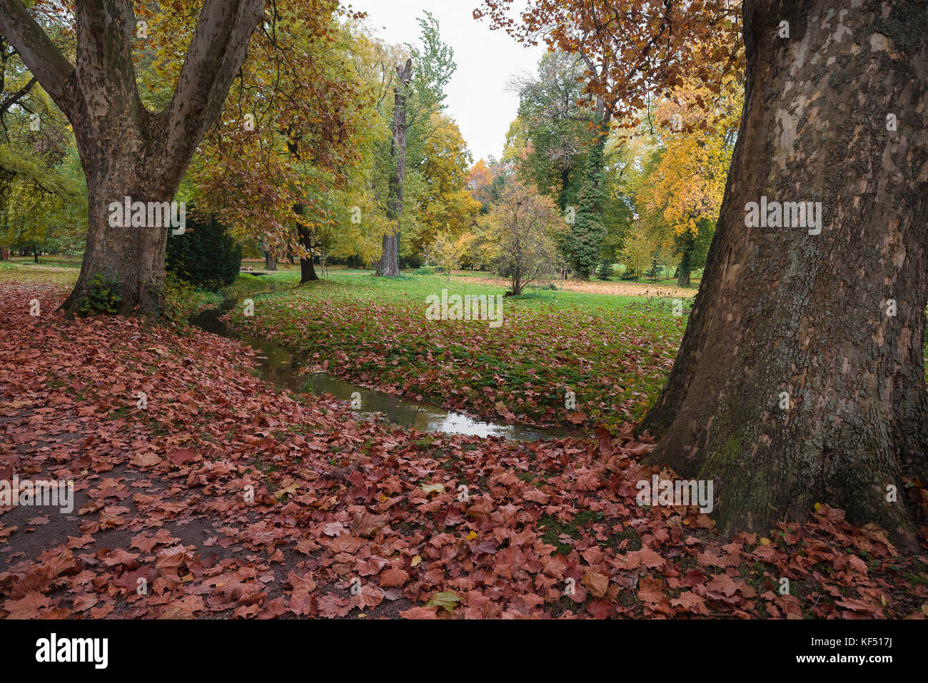 Rare old trees hi-res stock photography and images - Alamy