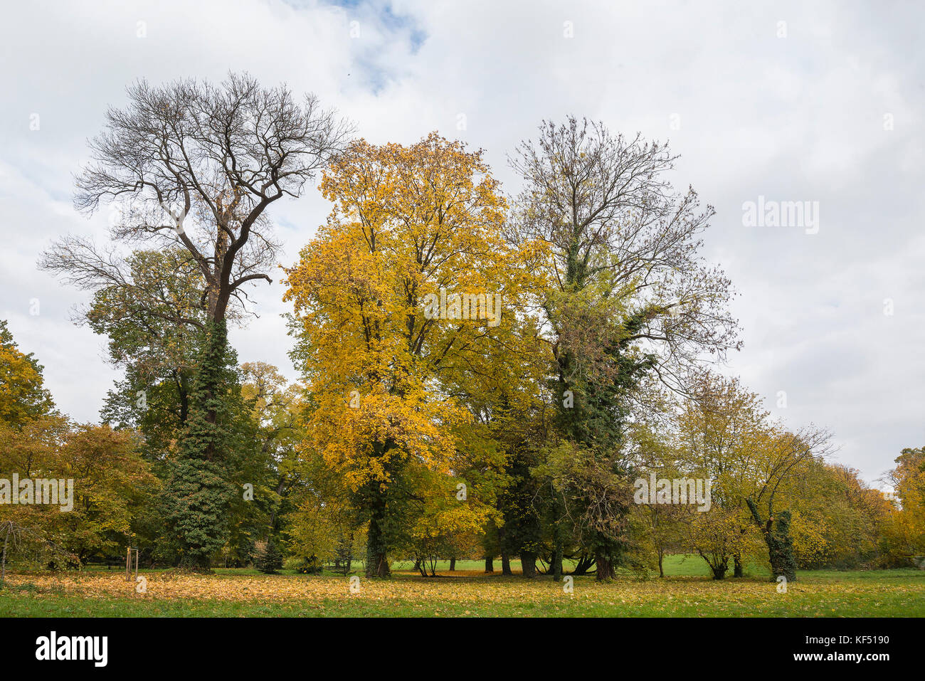Three tree in th park in the fall with foliage on the ground Stock ...