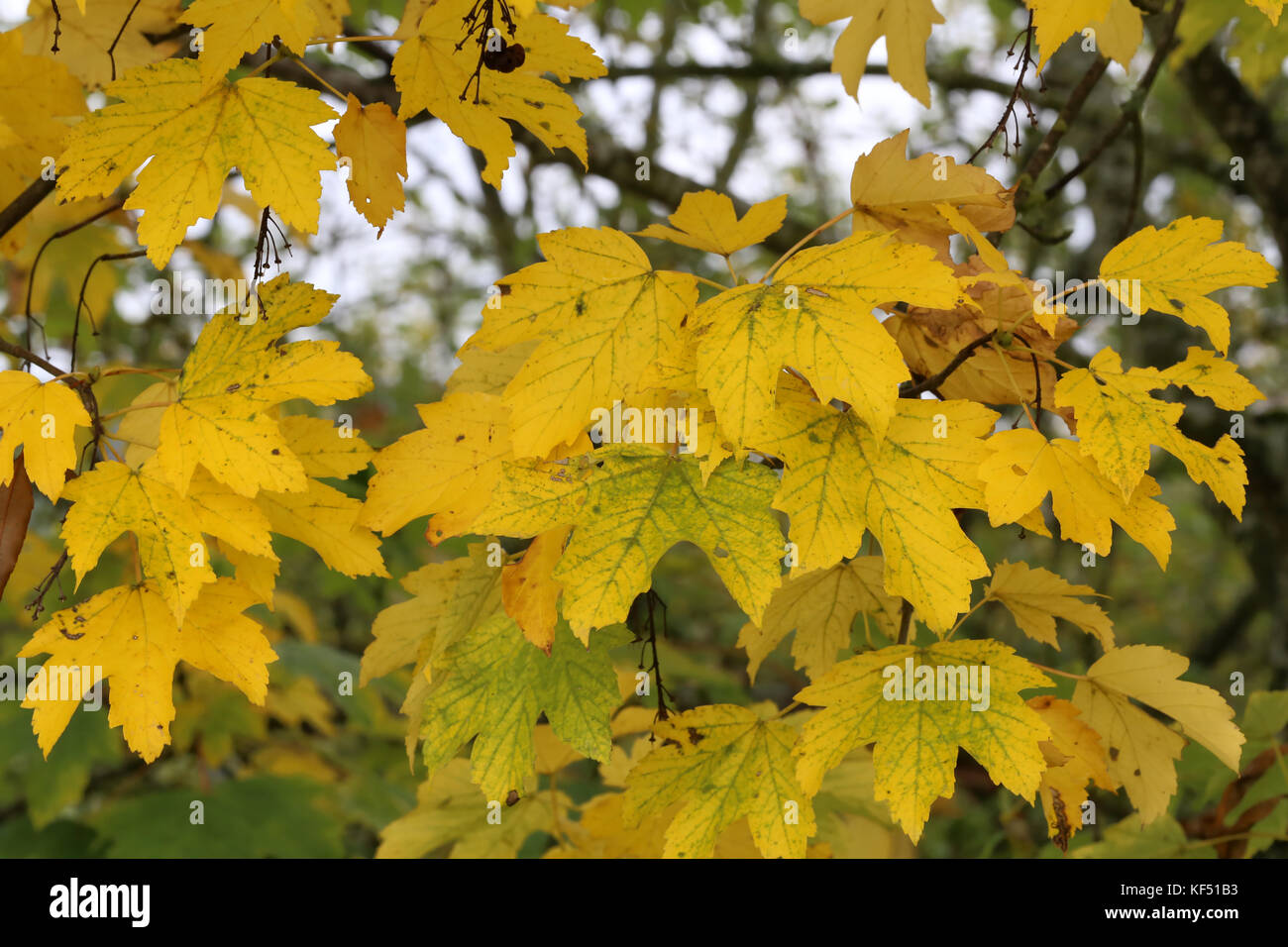 Beautiful autumn leaves / Beautiful autumn leaves on a tree in the ...