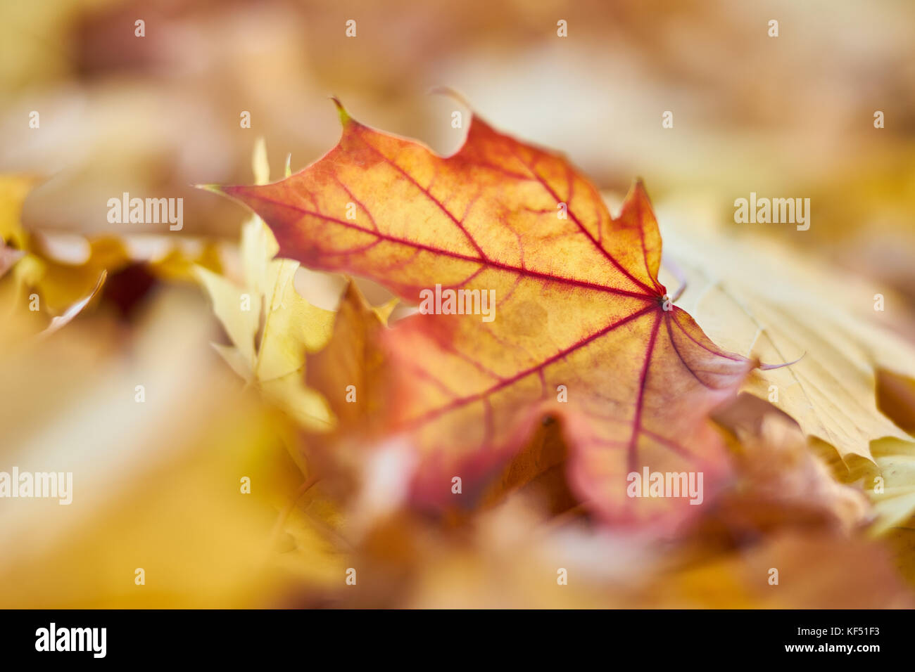 Autumn motives Leaves on the Ground, Macro Close Up Stock Photo - Alamy