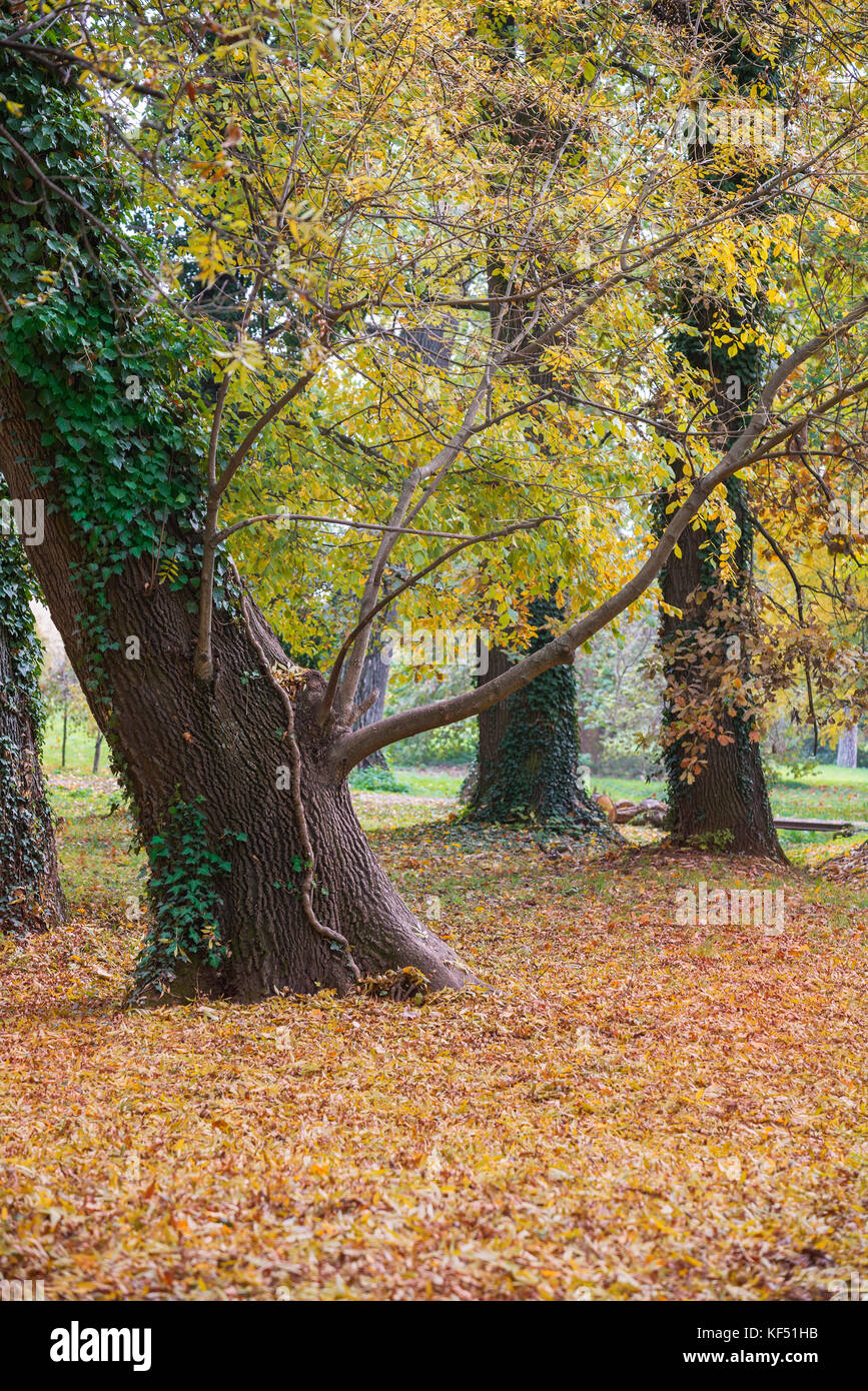 Tilted tree hi-res stock photography and images - Alamy