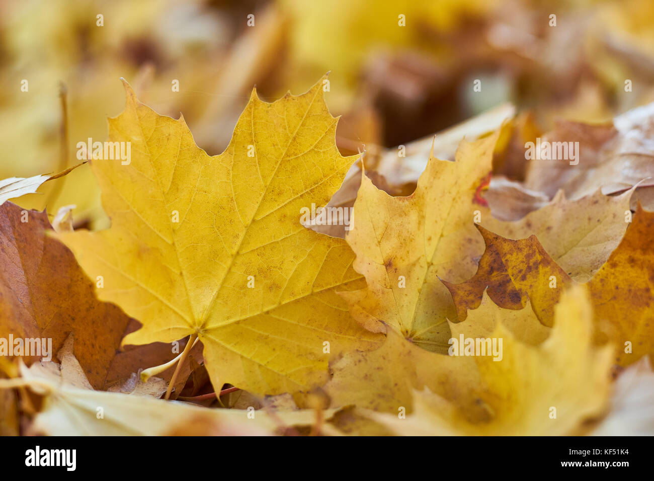 Autumn leaves close up pattern hi-res stock photography and images - Alamy