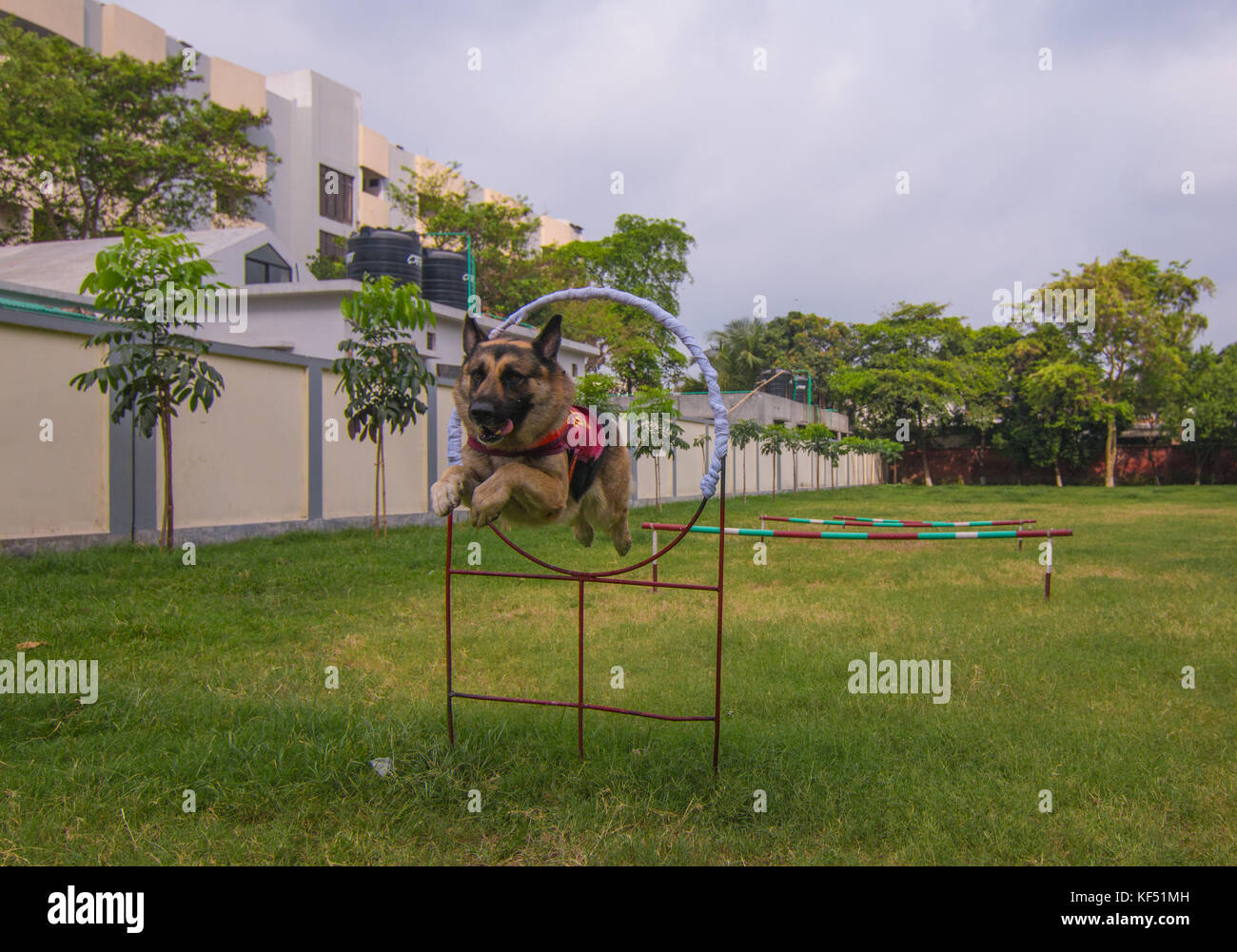 Rab dog squad hi-res stock photography and images - Alamy