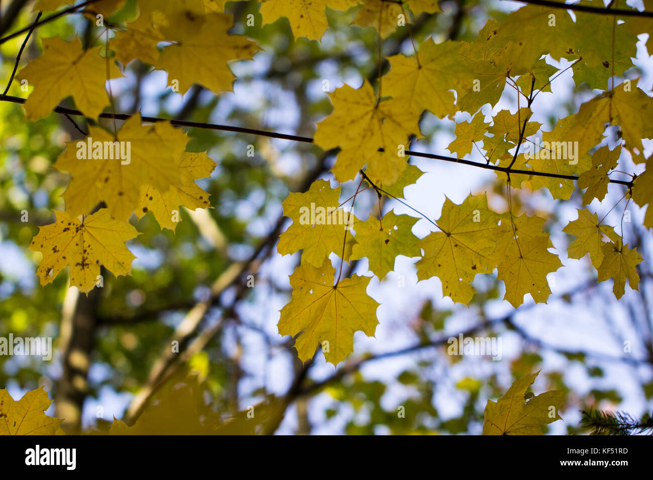 Beautiful autumn leaves / Beautiful autumn leaves on a tree in the ...