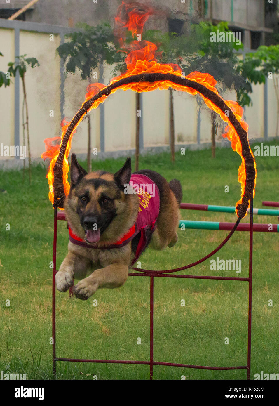 Rab dog squad hi-res stock photography and images - Alamy