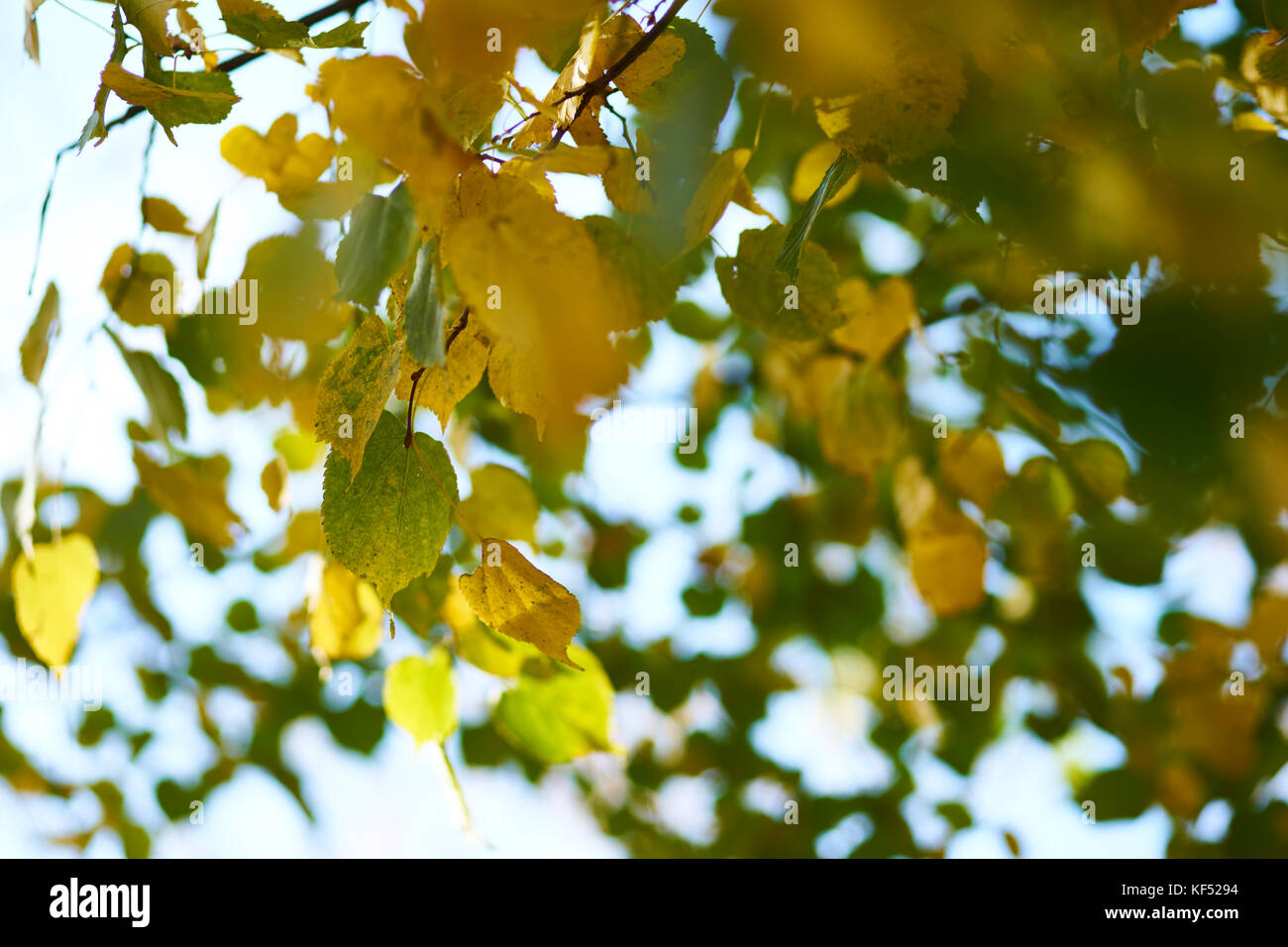 Autumn motives Yellow and red leaves hanging from a tree, close up ...