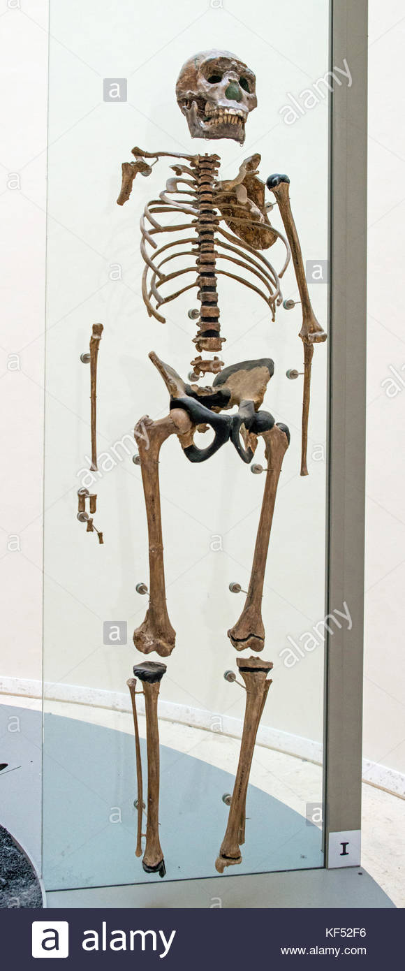 Homo Erectus Skeleton Stock Photos & Homo Erectus Skeleton Stock Images ...