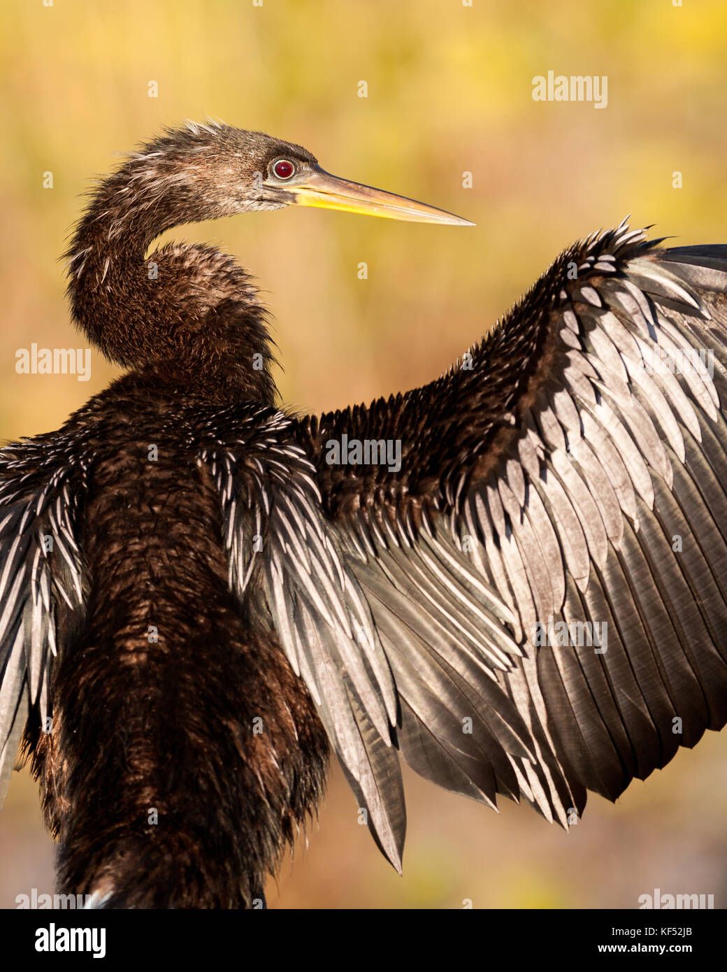 Male anhinga along the Anhinga Trail in Everglades National Park near ...