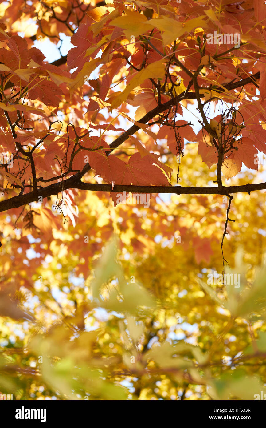 Autumn motives Yellow and red leaves hanging from a tree, close up ...