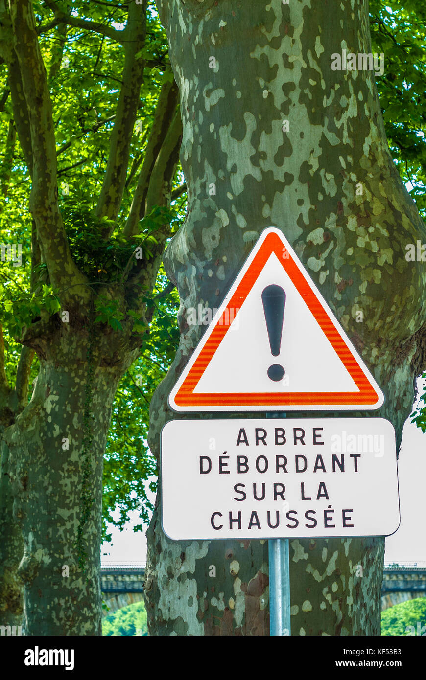 France, Landes, thermal city of Dax, sign signaling that a plane tree ...