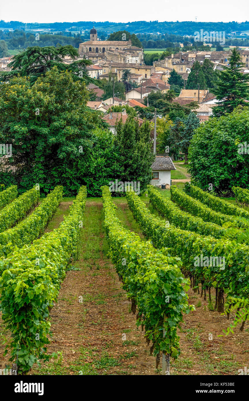 France, Gironde, AOC Castillon Cotes de Bordeaux vineyard, vines on the ...