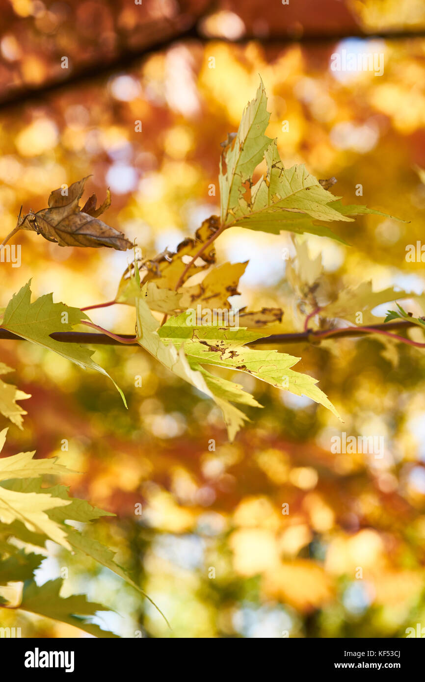 Autumn motives Yellow and red leaves hanging from a tree, close up ...