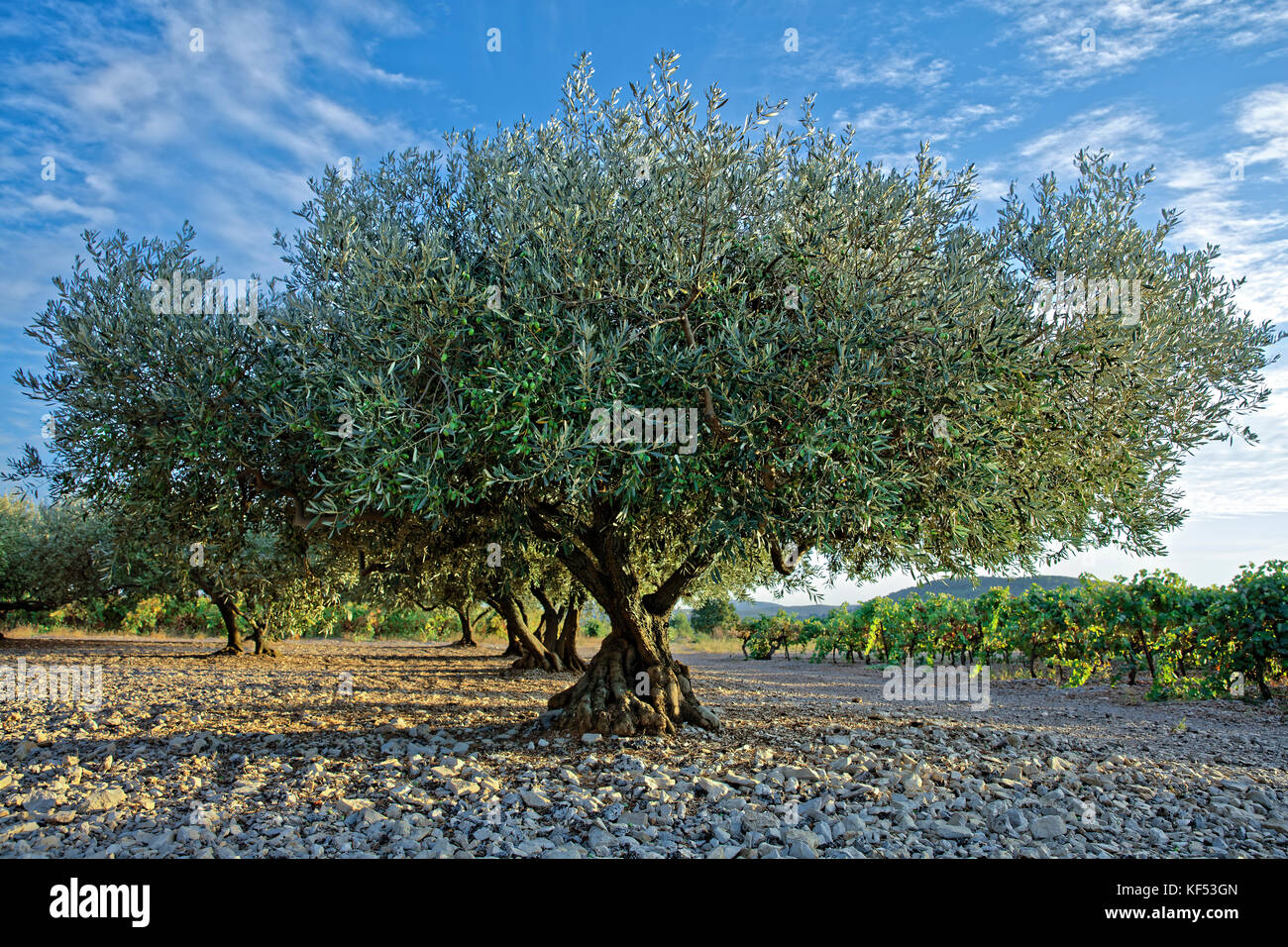 France, Herault, olive trees plantation Stock Photo - Alamy