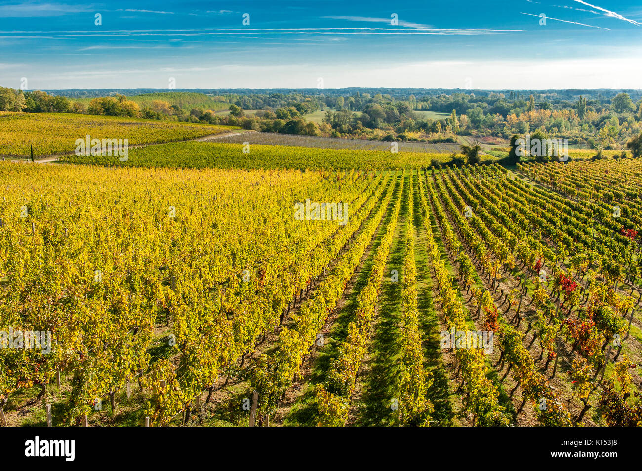 France, Gironde, AOC Fronsac vineyard of the Chateau de Carles Stock ...