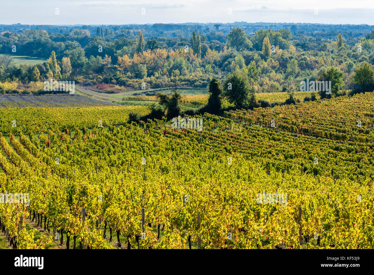France, Gironde, AOC Fronsac vineyard of Chateau de Carles and Vallee ...