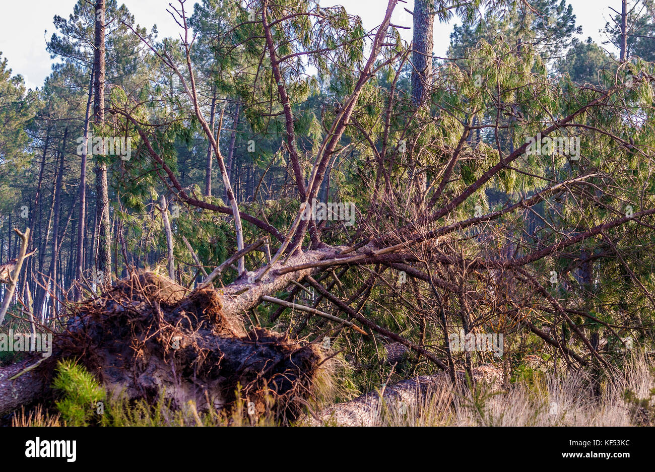France, Landes, uprooted pine after the storm Stock Photo - Alamy