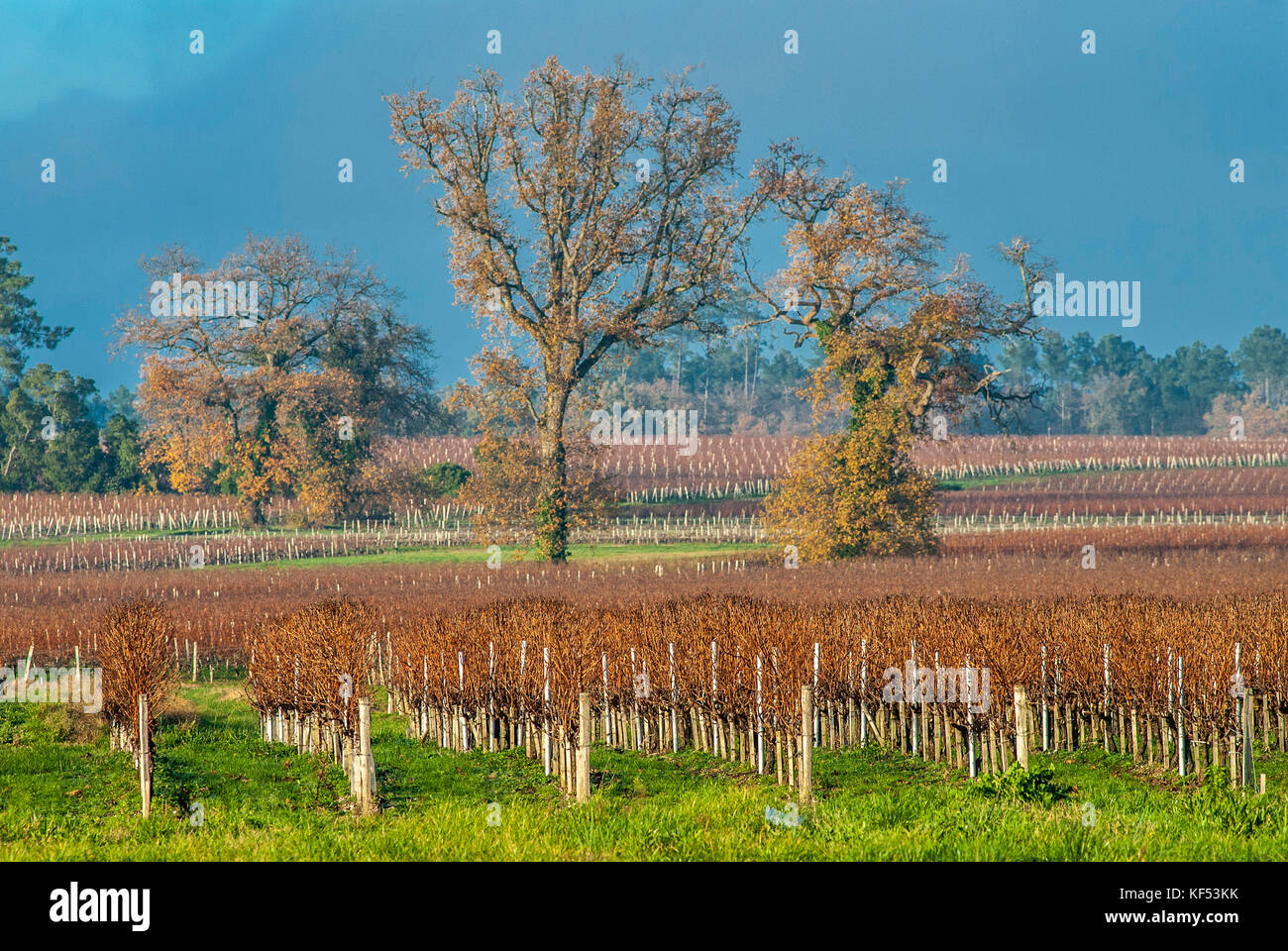 France, Gironde, Medoc, AOC Listrac vineyard Stock Photo - Alamy