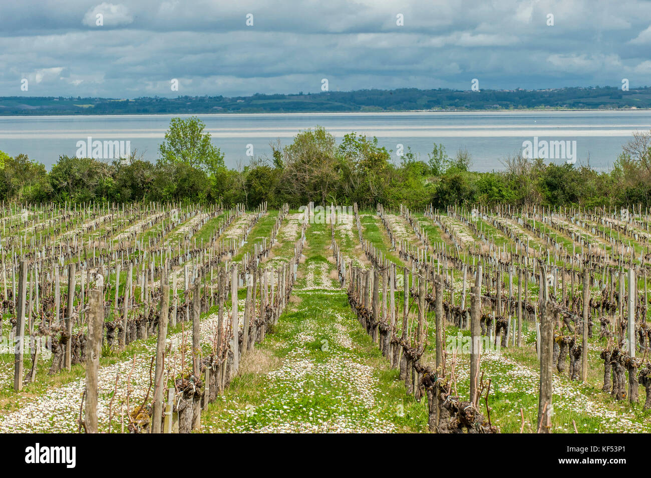 Gironde River Vines High Resolution Stock Photography and Images - Alamy