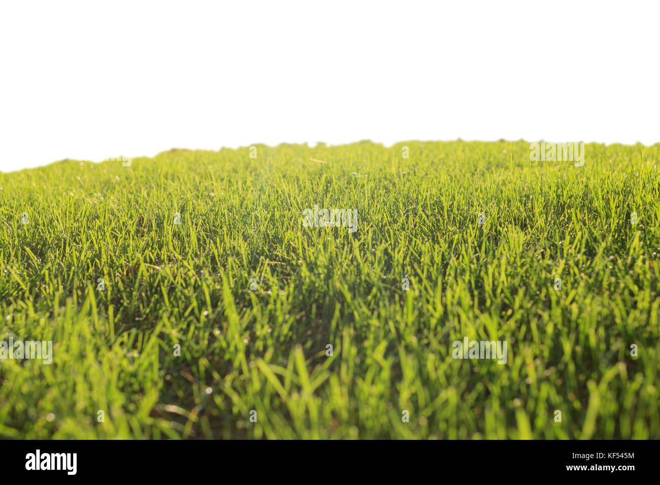 Green sunny lawn isolated on white background Stock Photo - Alamy