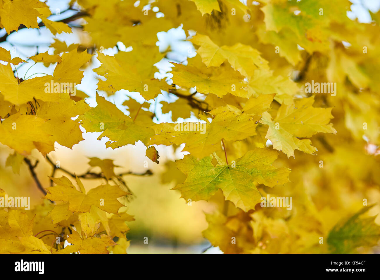 Autumn motives Yellow and red leaves hanging from a tree, close up ...
