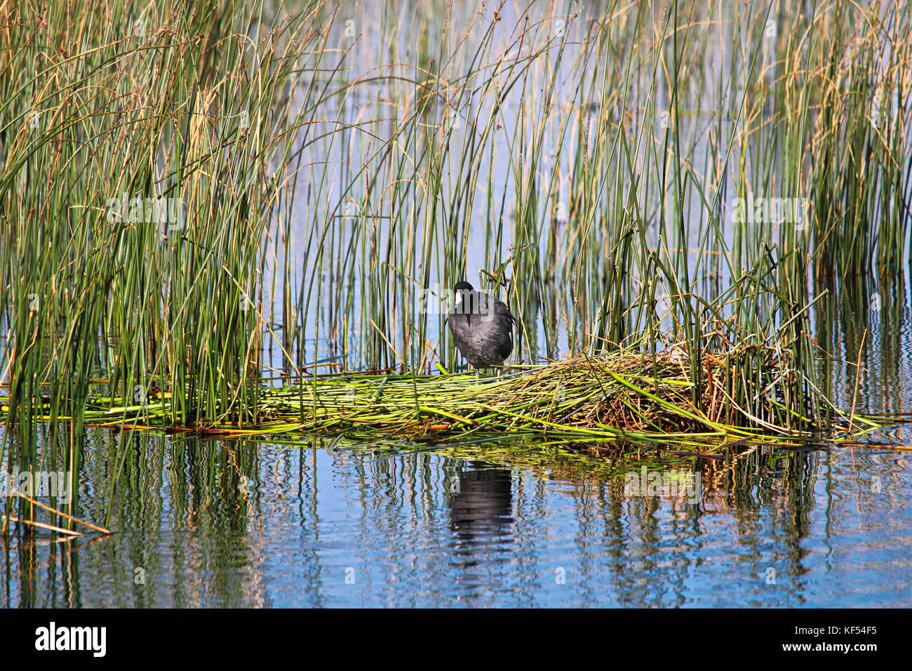 An American Coot stands on a floating platform nest Stock Photo - Alamy