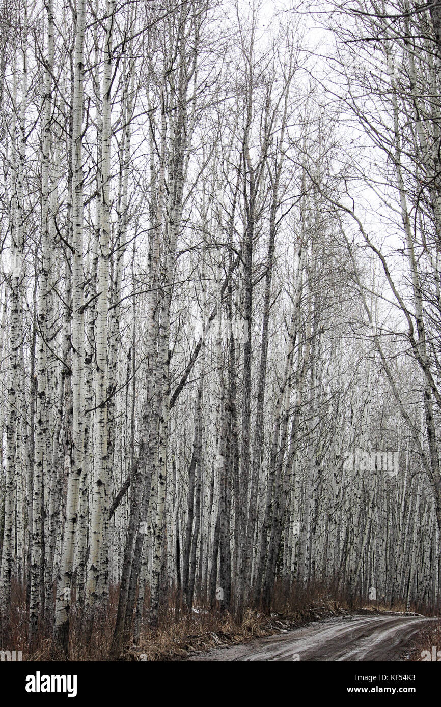 Birch trees alberta canada hi-res stock photography and images - Alamy