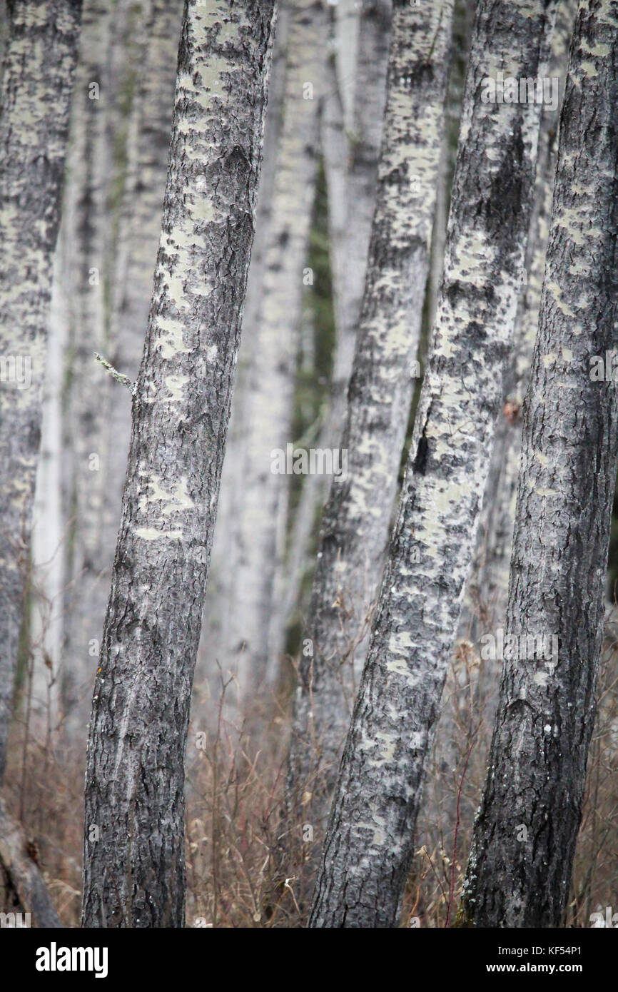 Birch trees alberta canada hi-res stock photography and images - Alamy